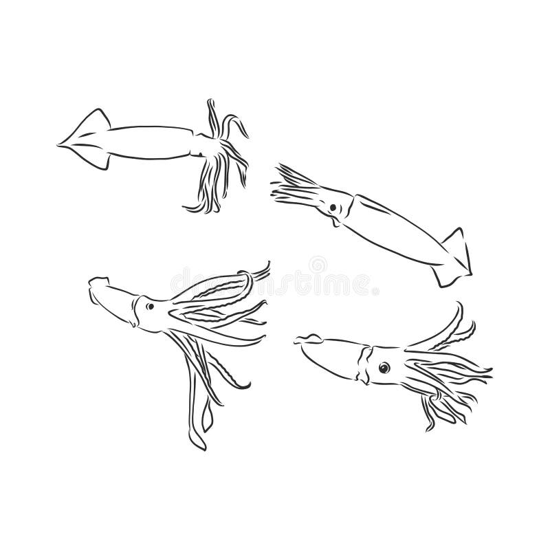 Squid. Vector Isolated Illustration. Ink. Hand Drawn, Squid Vector ...