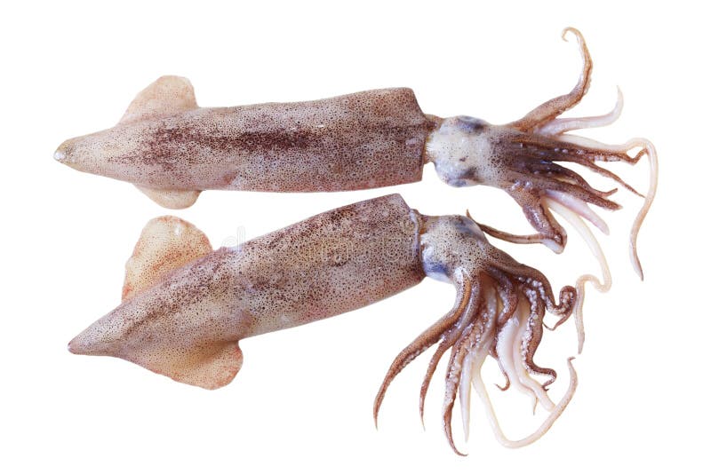Fresh Squid stock image. Image of tentacles, seafood, catch - 5510203