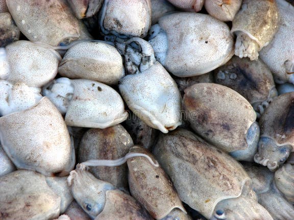 Squids stock image. Image of dead, death, business, fish - 2180433