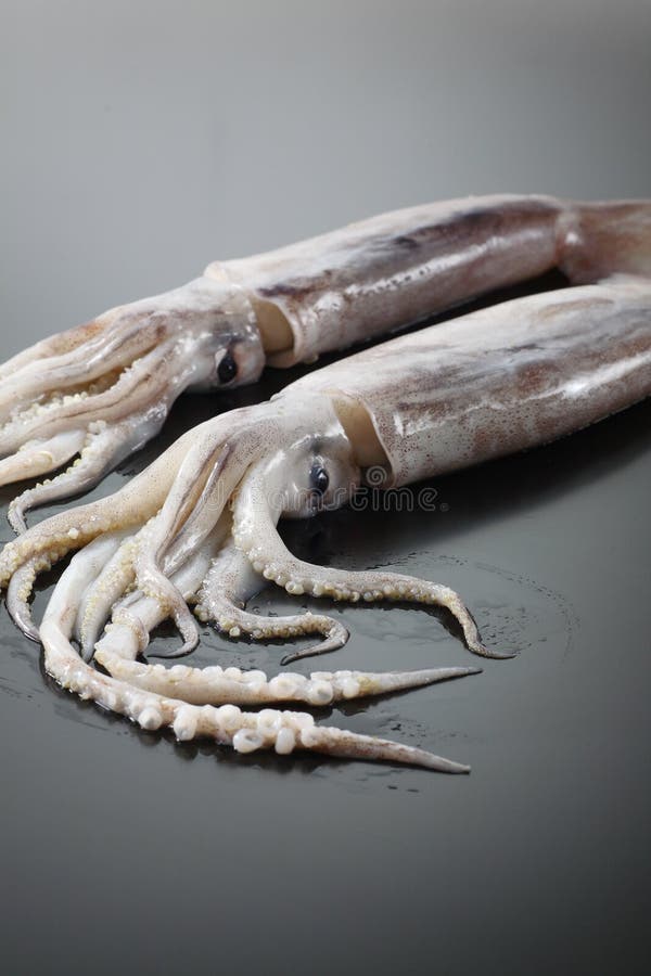 Squid stock photo. Image of tentacles, mollusks, polypod - 6615360