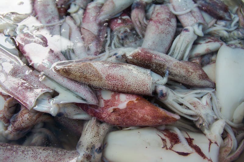 Squids stock image. Image of squid, seafood, fish, sale - 94116135