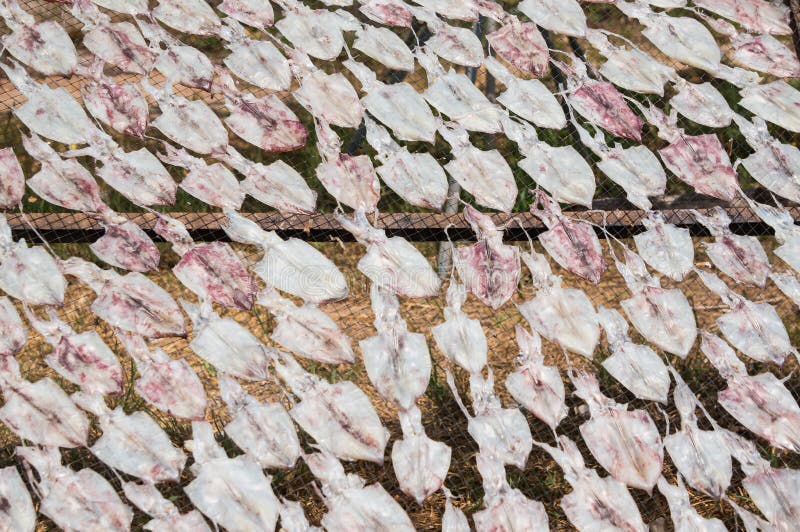 Squids drying in the sun. stock image. Image of meal - 92669099
