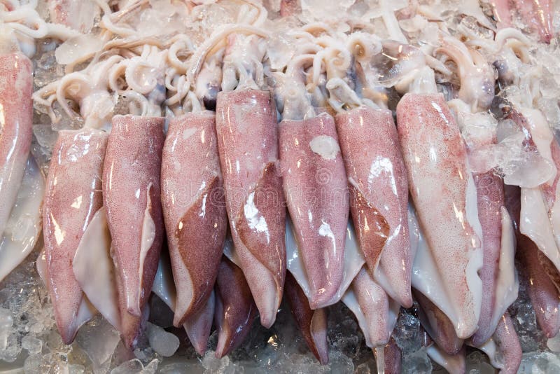 Squids on the Fish Market stock photo. Image of animal - 55945136