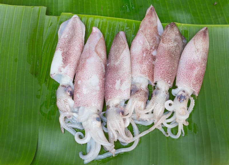 Squids raw stock photo. Image of healthy, marine, tasty - 71452718