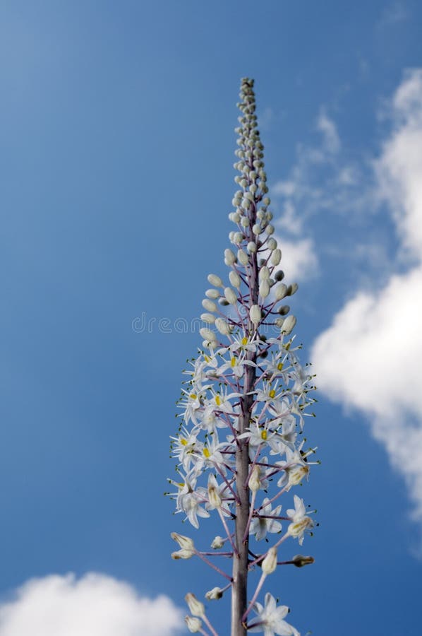 Squil, an Autumn flower stock image. Image of nature - 73726781