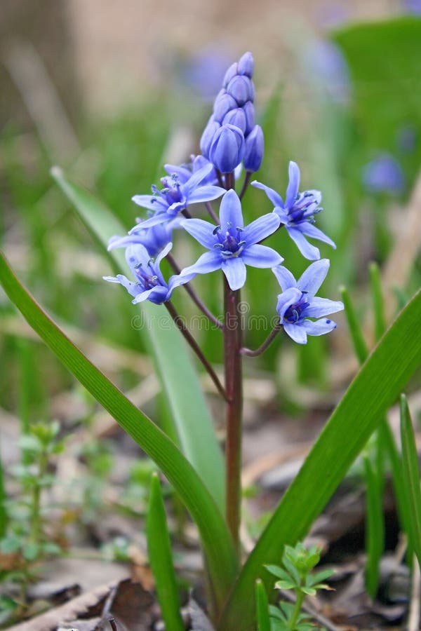 Squill stock image. Image of leaf, season, closeup, spring - 67272337