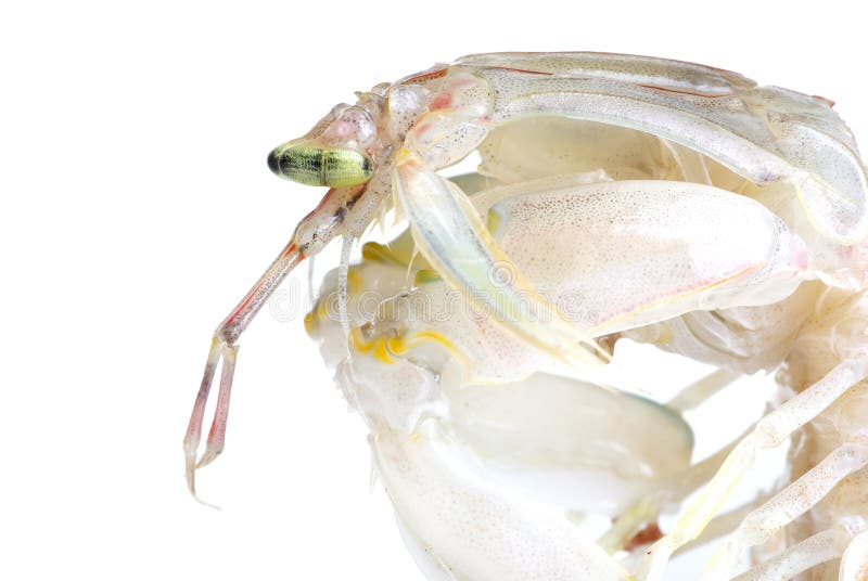 Squilla Mantis Picture. Image: 13607714