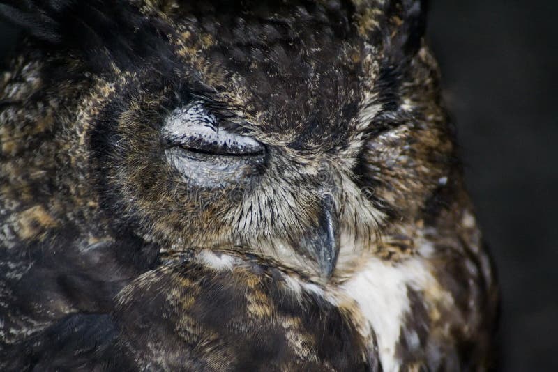 Squint Picture. Image: 658206