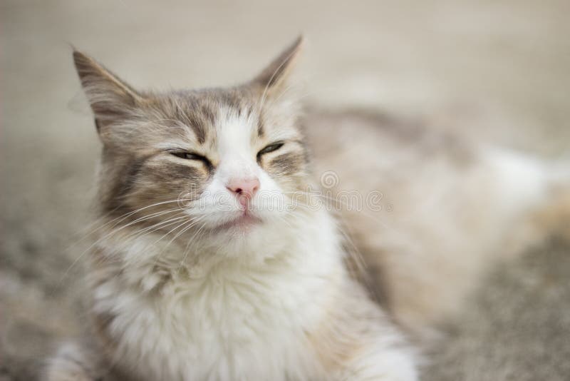 699 Squinting Cat Stock Photos - Free & Royalty-Free Stock Photos from ...
