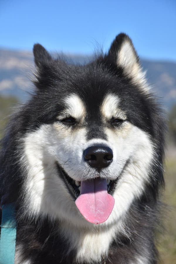 105 White Alusky Stock Photos - Free & Royalty-Free Stock Photos from ...