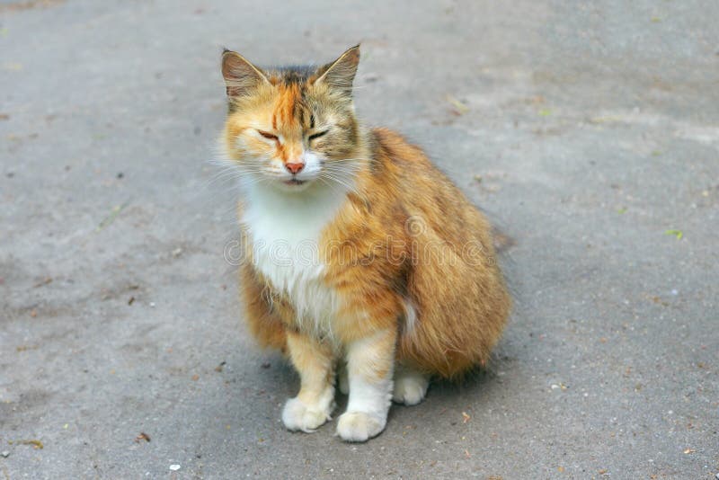 Squinting Cat in the Street Stock Photo - Image of life, adult: 165978036