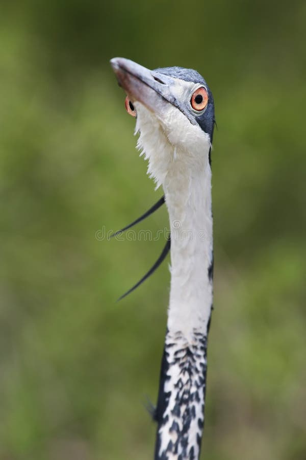 Squinting Heron Bird stock image. Image of predator, humourous - 11412379