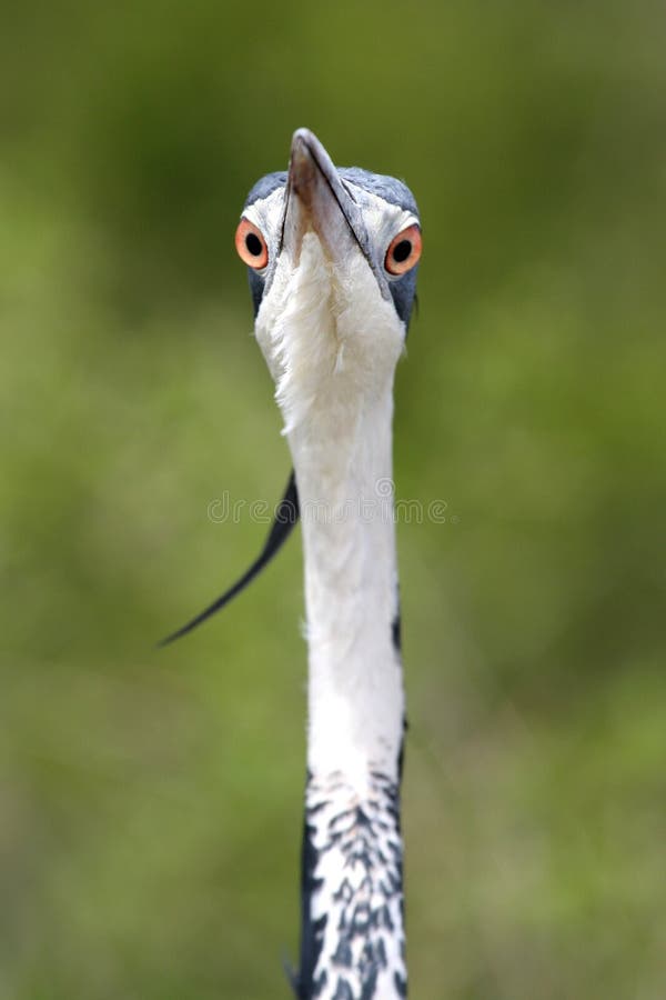 Black Heron Bird on Perch stock photo. Image of bill - 34876704