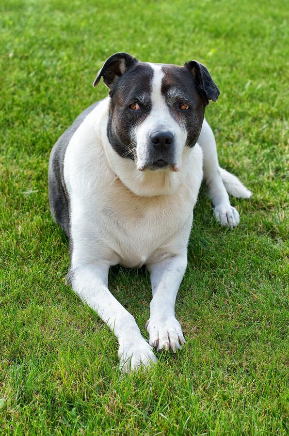 Squinting old dog stock photo. Image of animal, funny - 33399182