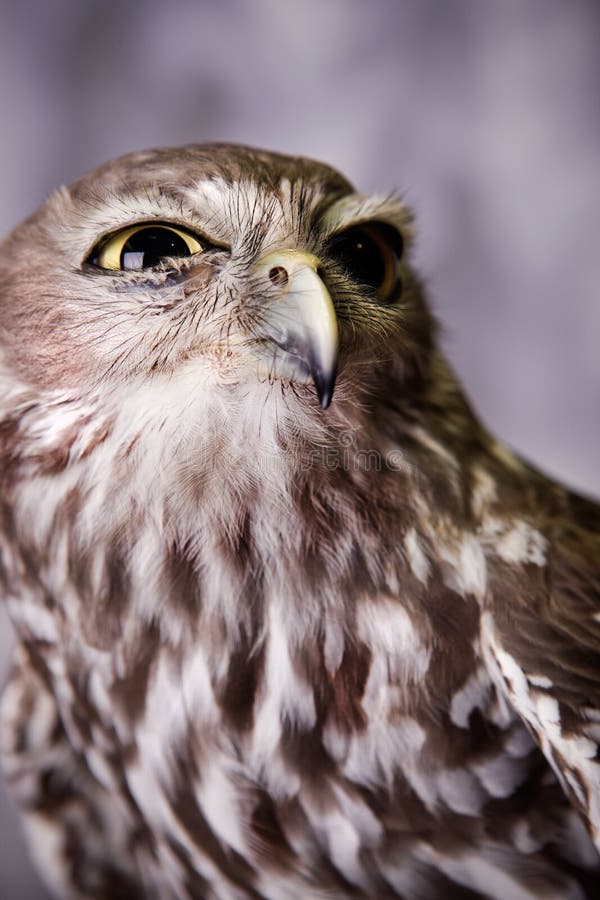 Squinting Owl stock photo. Image of sight, staring, falconry - 13434744