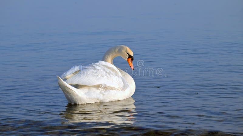 Squinting Swan Stock Photos - Free & Royalty-Free Stock Photos from ...