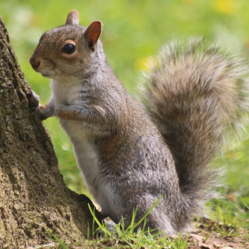 Squirel foto de archivo. Imagen de tuercas, amor, animal - 117265162