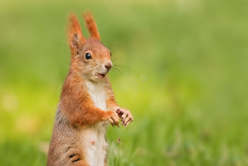 Squirell stock photo. Image of animal, nature, rodent - 5993226