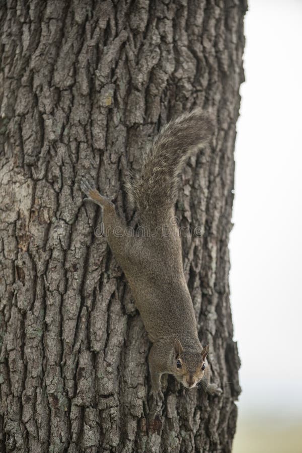 Squirrel hanging on a tree stock image. Image of brown - 150914621