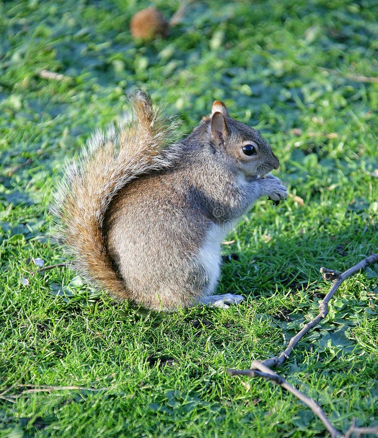 Squirrel 1 stock photo. Image of nature, animal, walk - 1878460