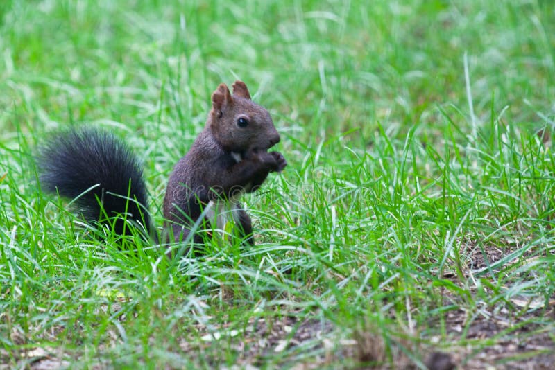 Squirrel smelling stock photo. Image of natural, wild - 16571840