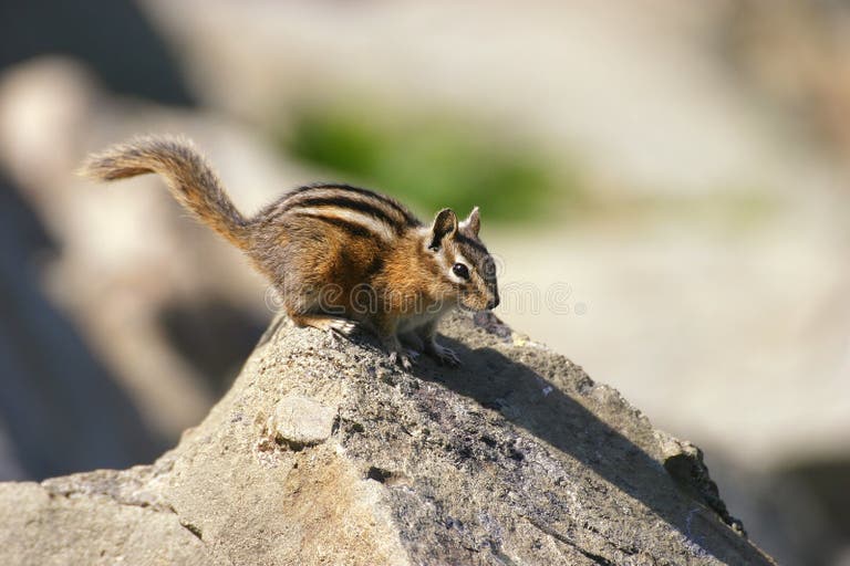 129 Squirrel With Full Cheeks Stock Photos - Free & Royalty-Free Stock ...