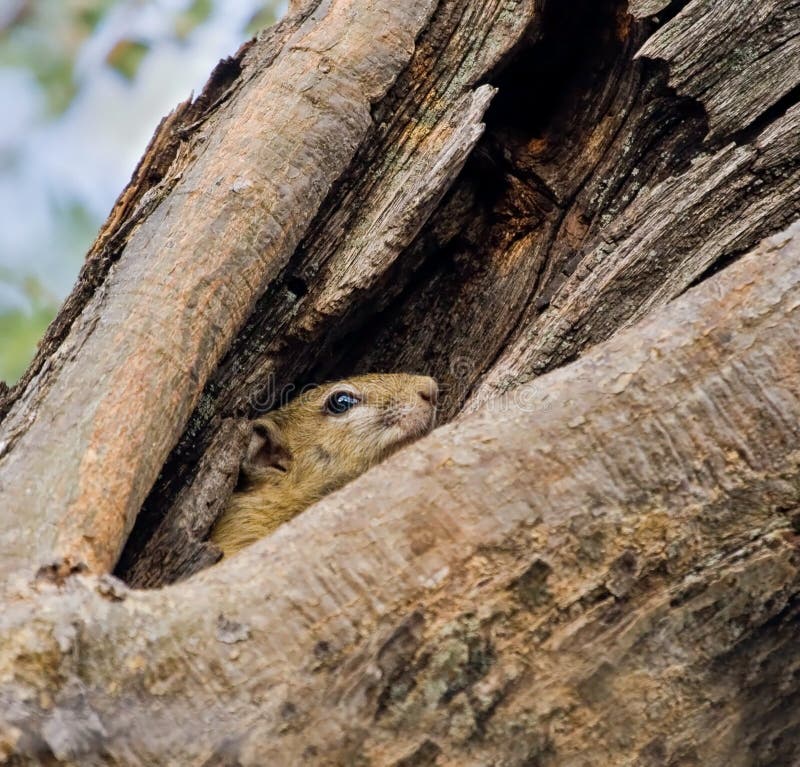 Squirrel in a tree stock image. Image of nest, hole, wildlife - 3616819