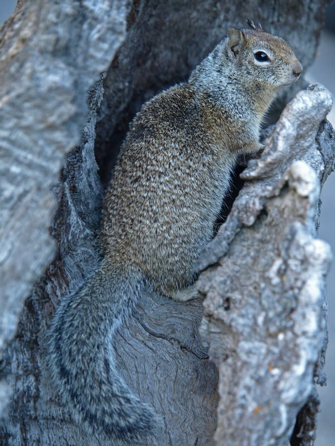 Squirrel stock photo. Image of friendly, life, grey, hair - 14360160