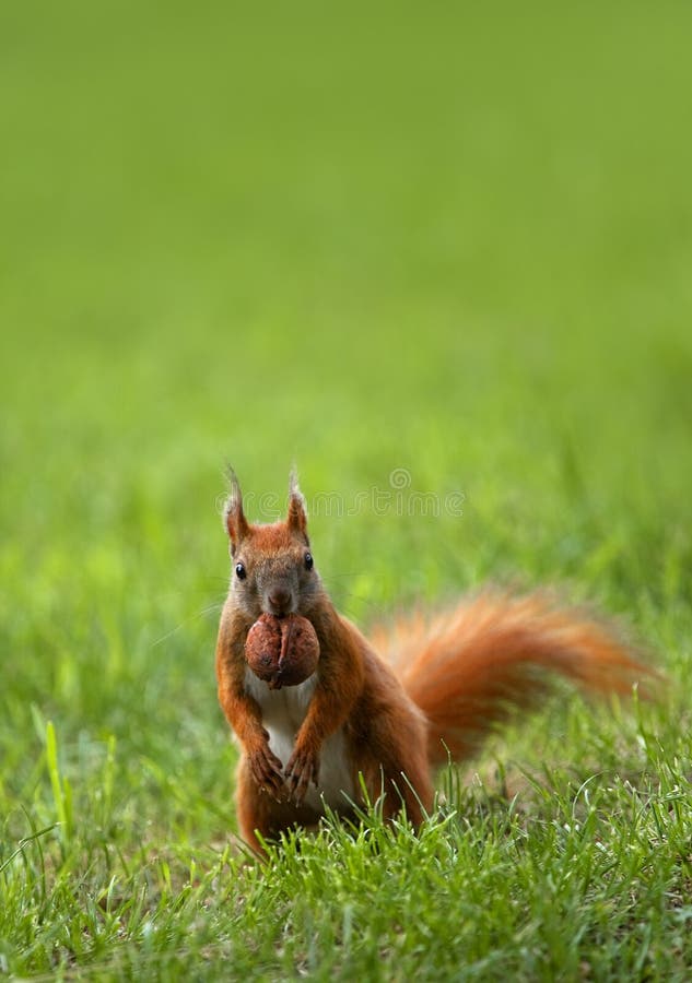 Squirrel stock photo. Image of tail, green, rodent, wildlife - 14441720