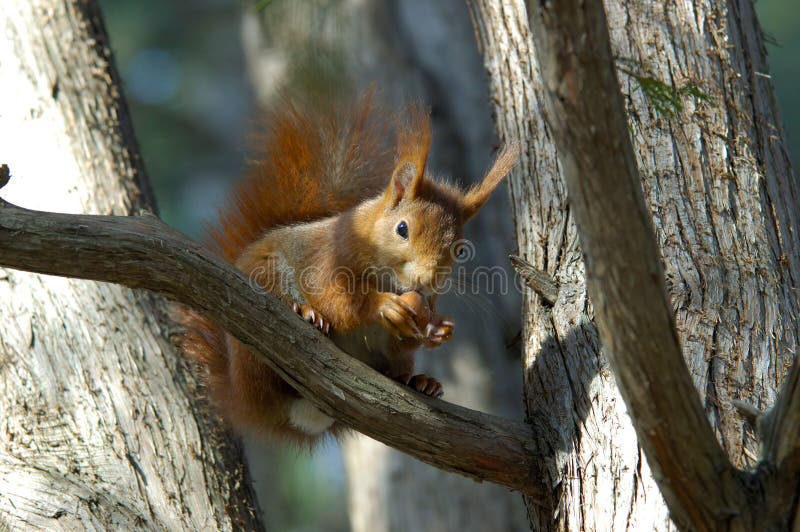 Free Animals (Wildlife) pictures, photos & images - Royalty-Free and ...