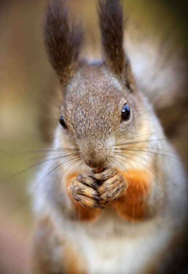 Praying Squirrel stock image. Image of furry, mephoto - 10596025
