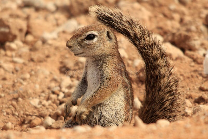 Rufous Rat kangaroo stock image. Image of endangered - 12675409
