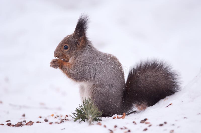 Squirrel in winter stock photo. Image of mammal, cold - 8583760