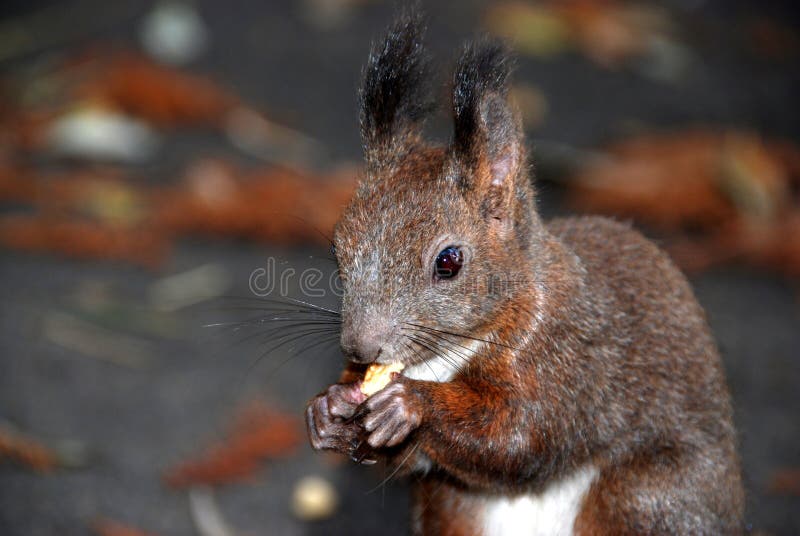 Squirrel Picture. Image: 18499498
