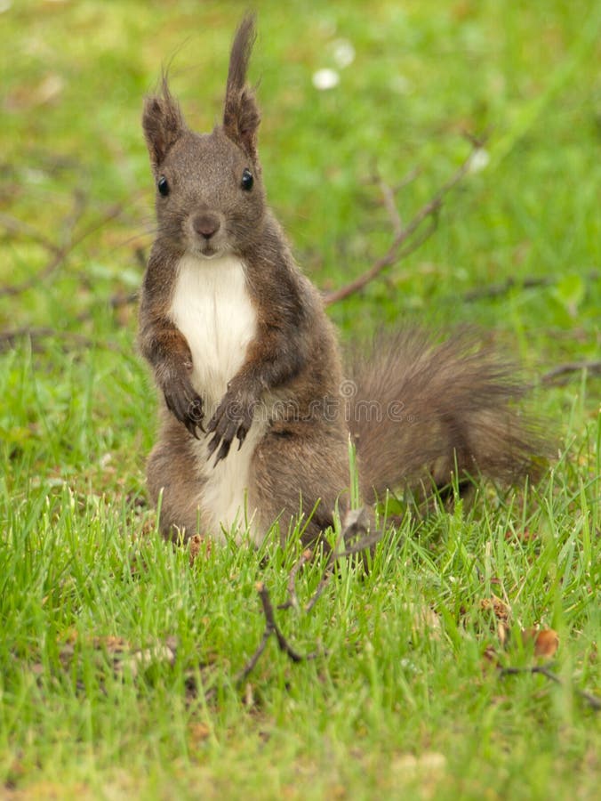 Squirrel stock image. Image of green, bottom, hair, messy - 19315025