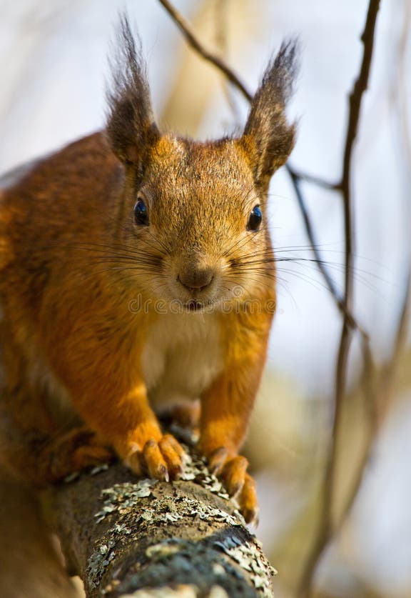 Squirrel stock image. Image of lightning, straight, animal - 20346581