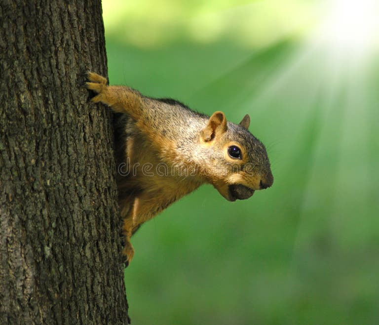 1,448 Squirrel Feet Stock Photos - Free & Royalty-Free Stock Photos ...
