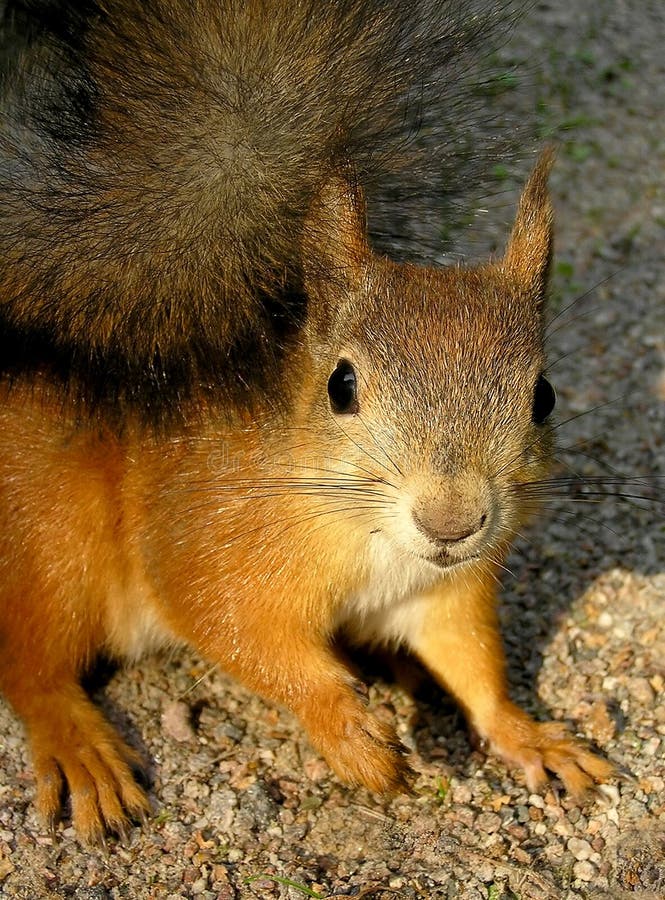 Squirrel stock photo. Image of squirrel, looking, mammal - 211278