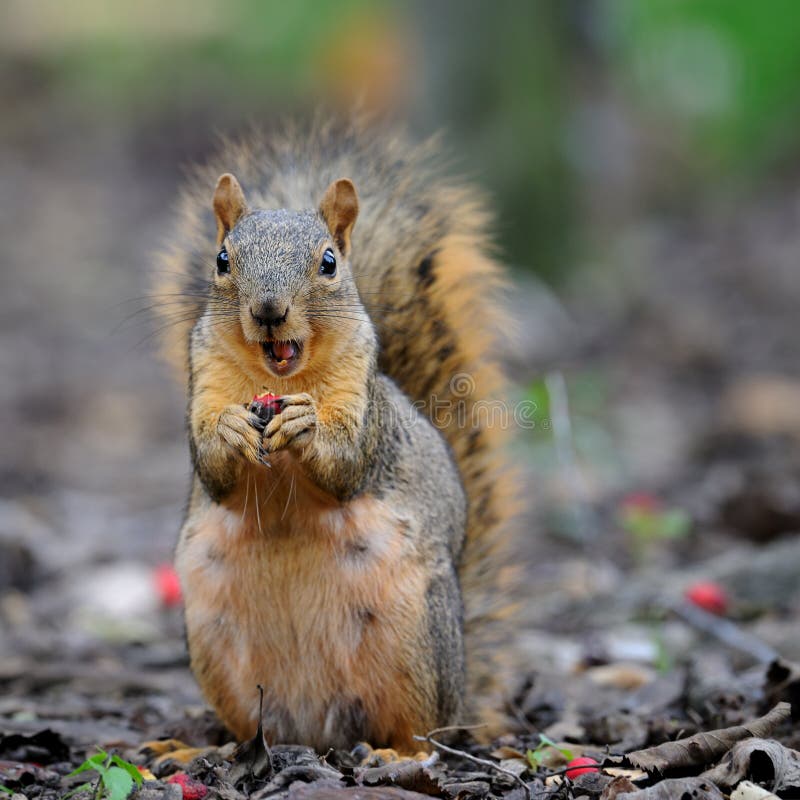 Squirrel Face stock photo. Image of whiskers, head, nose - 3760126