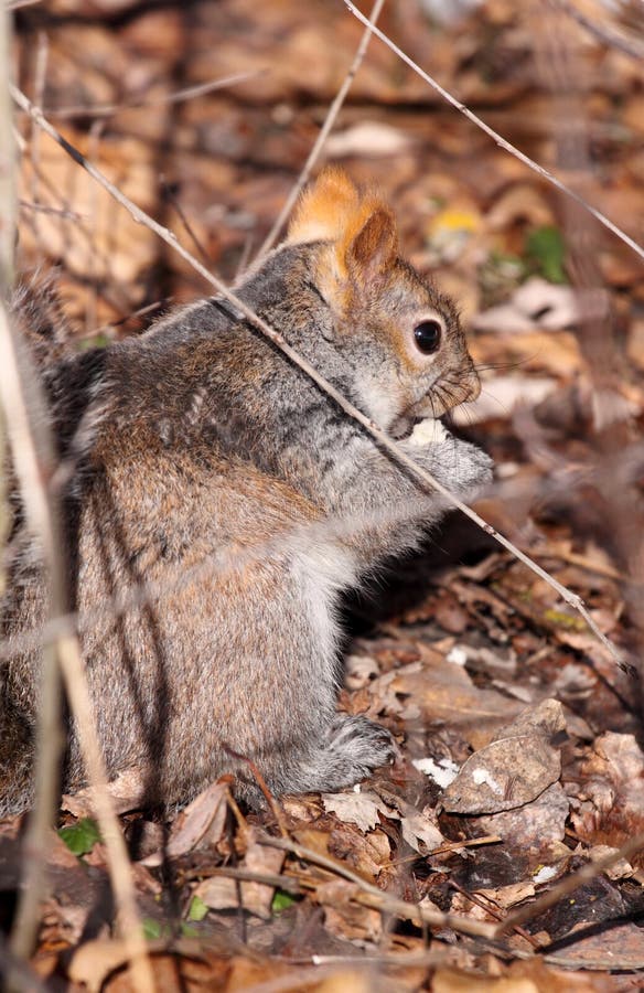Squirrel stock photo. Image of mammal, quebec, leaves - 21791310