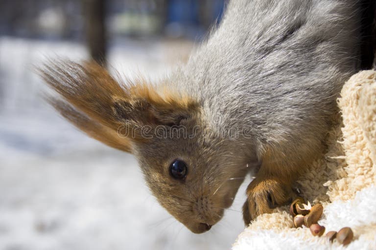 476 Squirrel Russian Stock Photos - Free & Royalty-Free Stock Photos ...