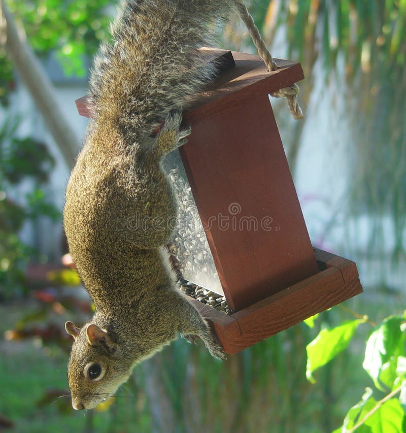 Squirrel stock photo. Image of alert, lively, bird, animal - 2210518