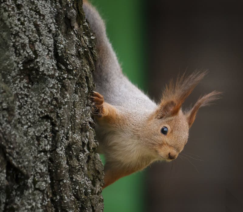 Cute Red Squirrel stock image. Image of looks, squirrel - 44069127