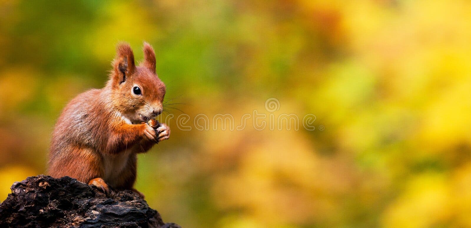 Red Squirrel in Funny Pose. Stock Image - Image of woodland, england ...