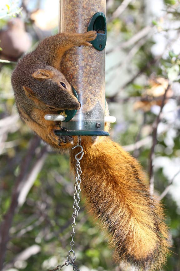 571 Squirrel Wire Stock Photos - Free & Royalty-Free Stock Photos from ...