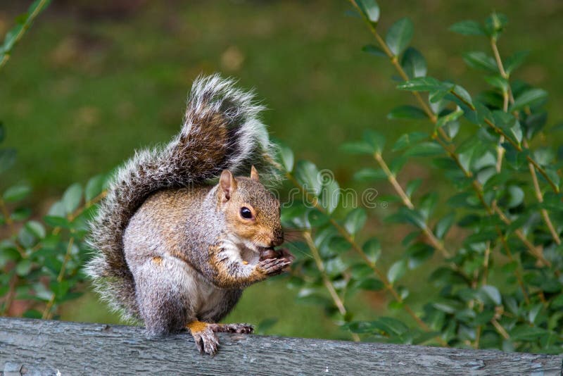 Squirrel Standing and Reaching Stock Photo - Image of bushy, mammal ...
