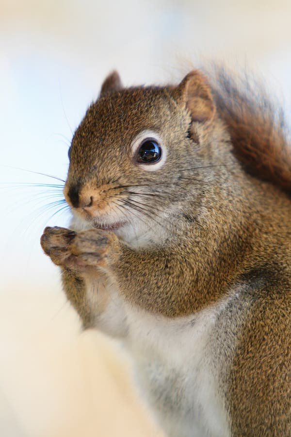 Squirrel stock photo. Image of wild, park, color, rail - 24180846