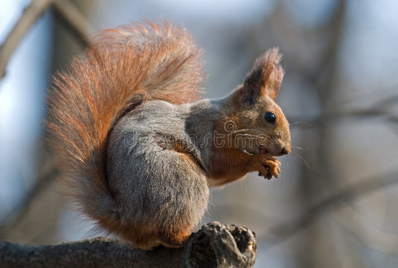 Smiling Squirrel stock image. Image of squirrel, squirrels - 9711093