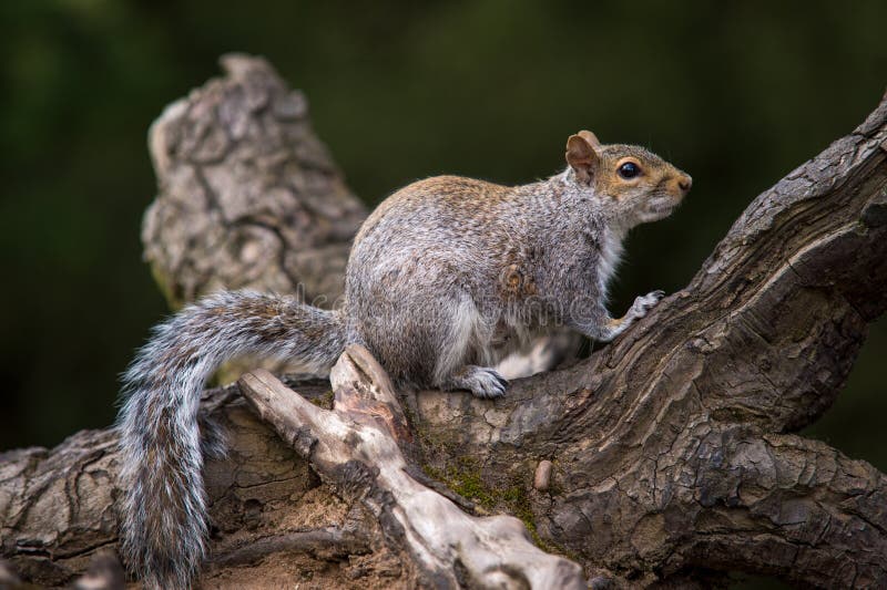 Squirrel stock image. Image of wildlife, mouse, wild - 25078573