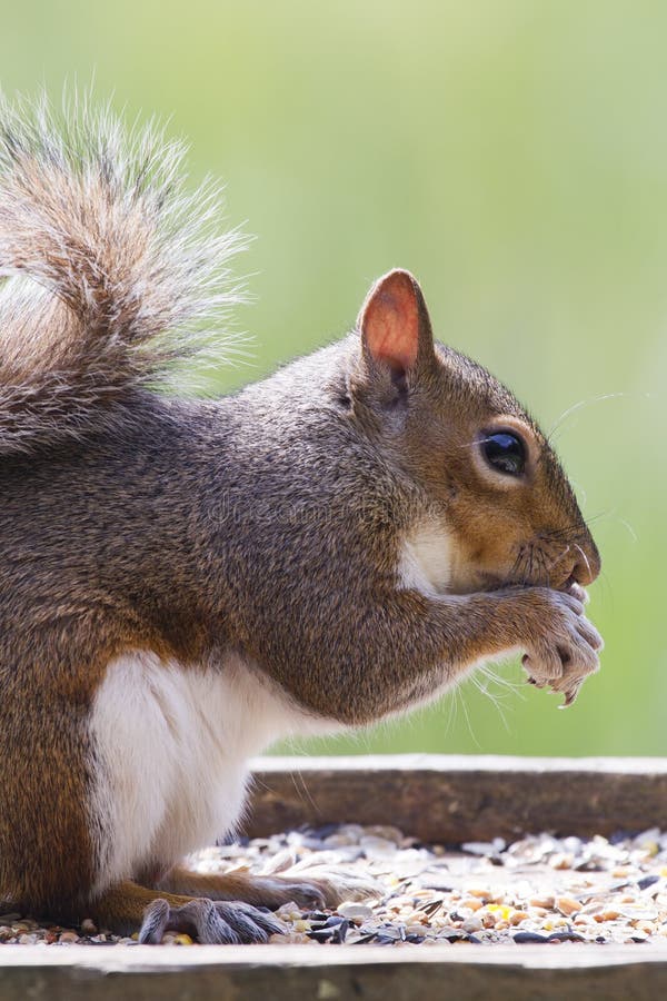 Red squirrel at the window stock image. Image of europe - 29539161